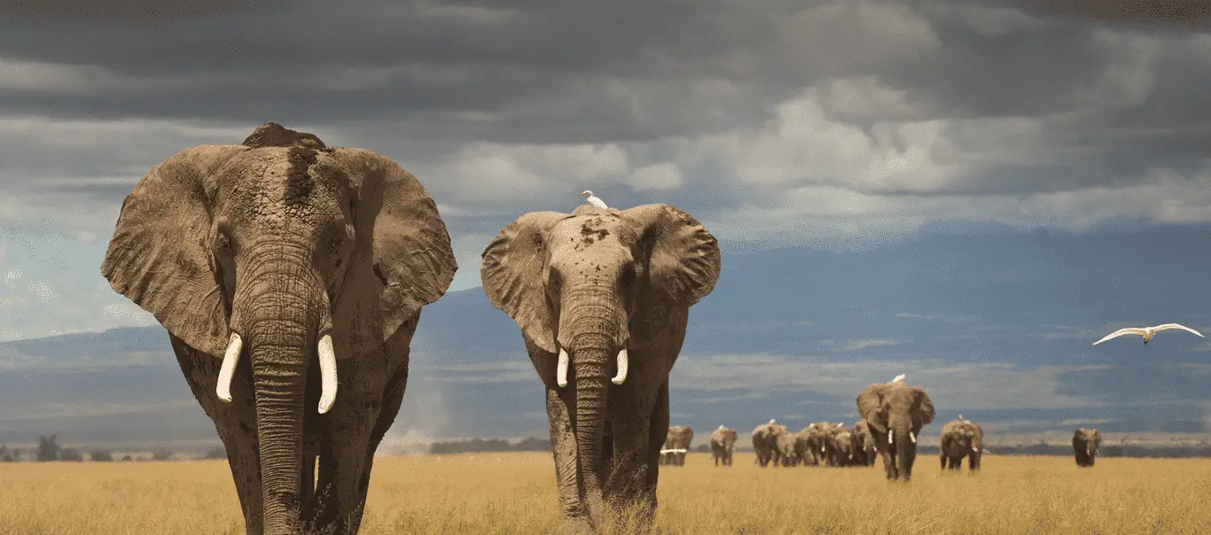 5 Of The Best Places In The World To See Wildlife 5-of-the-best-places-in-the-world-to-see-wildlife